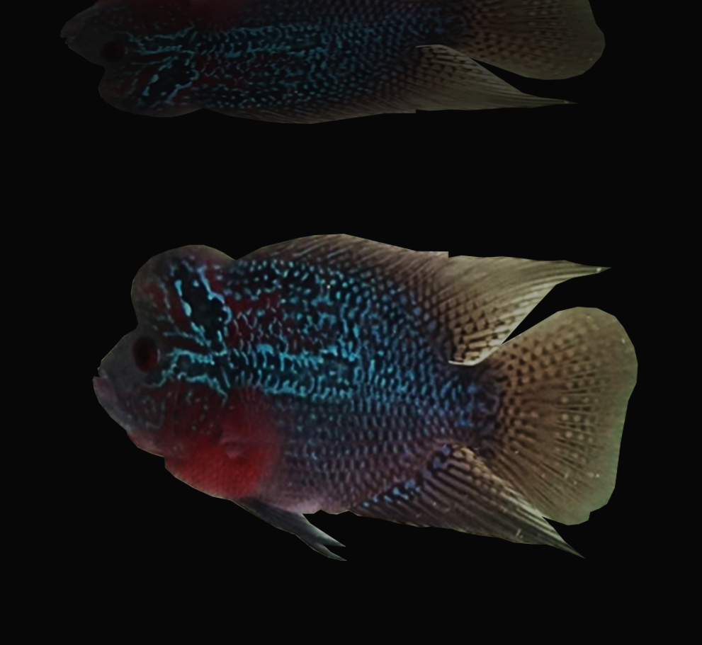 CARA MERAWAT IKAN LOUHAN.