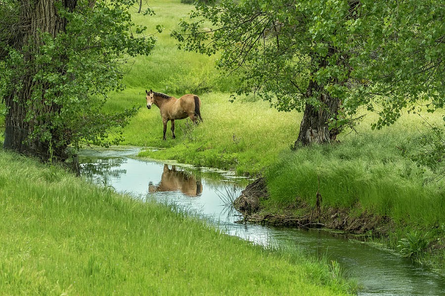 The Pasture Spring: About The Pasture Spring