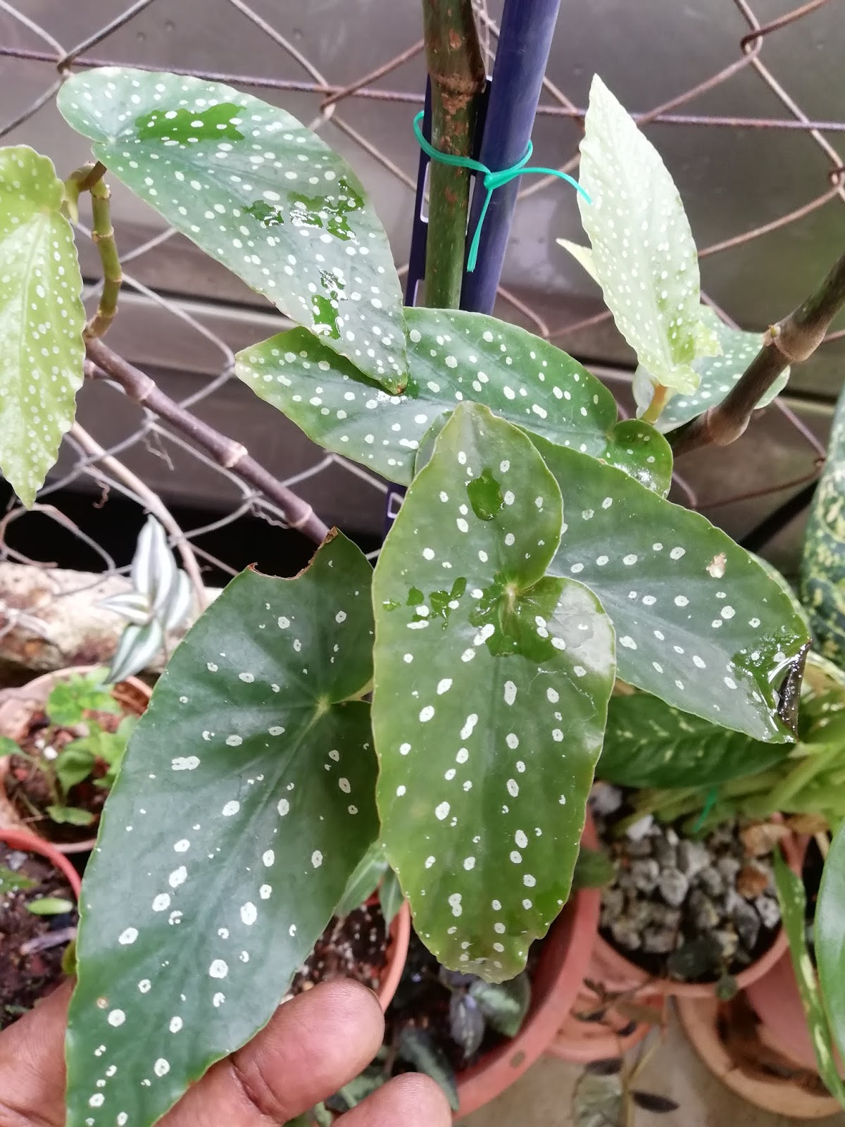 Garden Chronicles of James David: Cane Begonia 'Albo-picta var rosea'