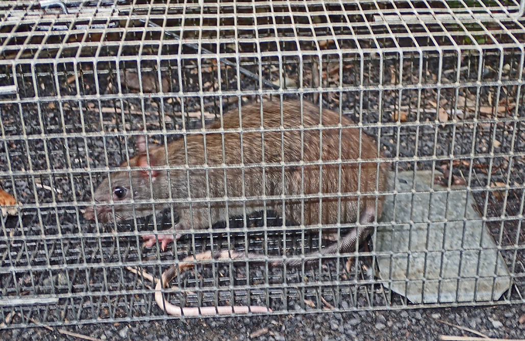 BunyipCo: The Giant White-tailed Rat