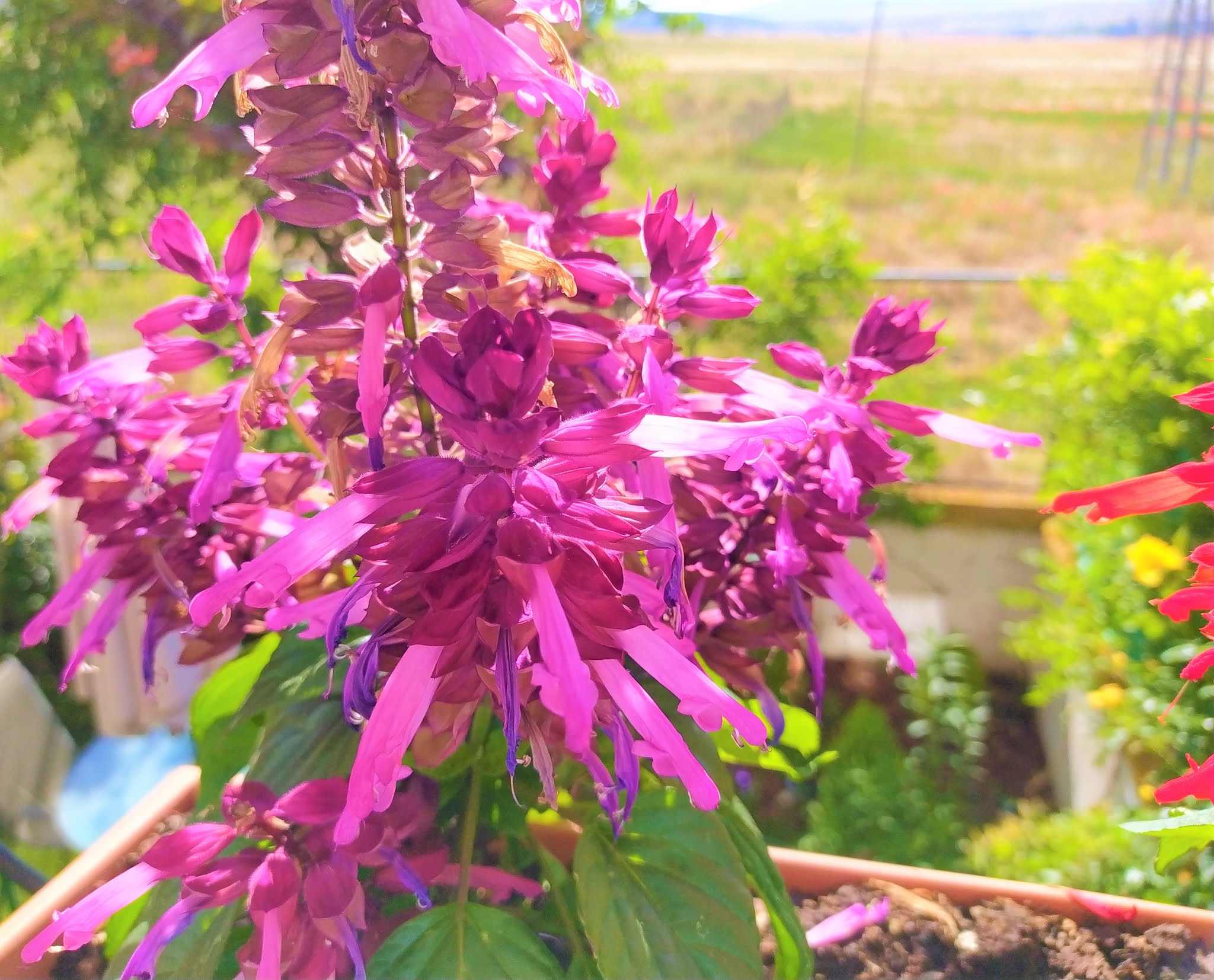 Biosfera vegetal.: Salvia roja (Salvia splendens Sellow ex Schult.).