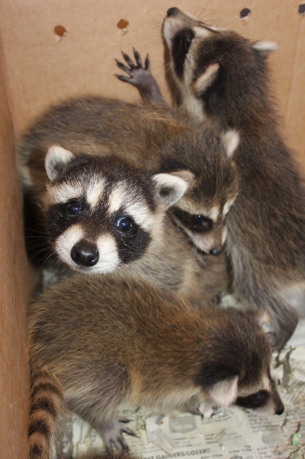 The Laughing Raccoon: Are you ready for some pictures!