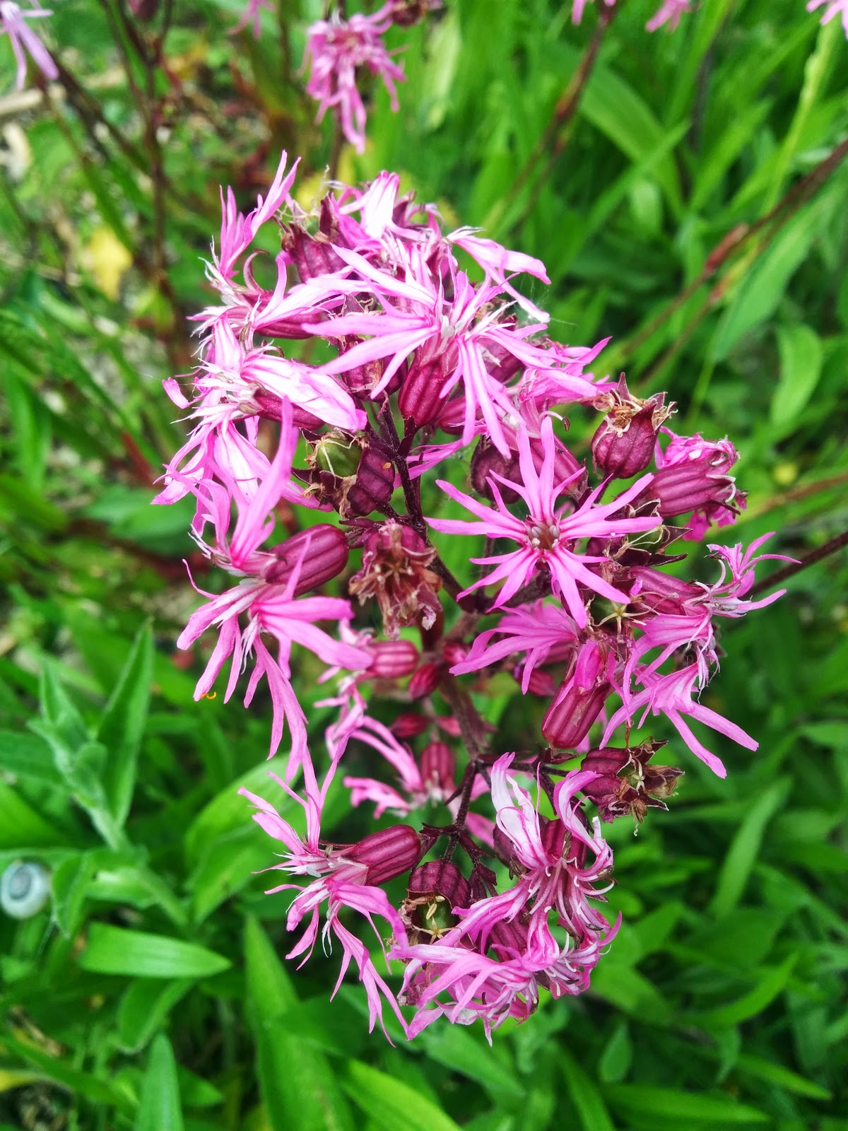 Wild Life: Ragged Robin