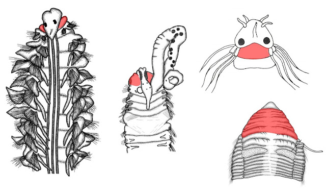 Meiofauna Perú: Workshop: Taxonomy and Diversity of Marine Meiofauna ...