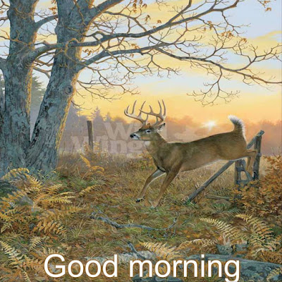 A Dixie Lady Deer Hunter: Good Morning ~ I'm Back!