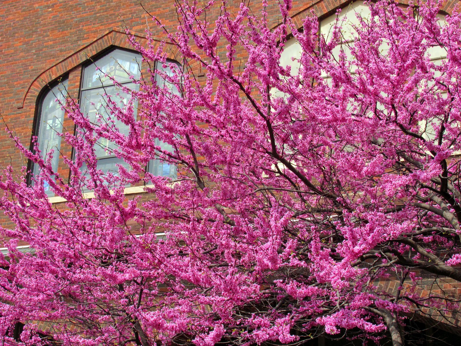 curving back: cotton candy pink