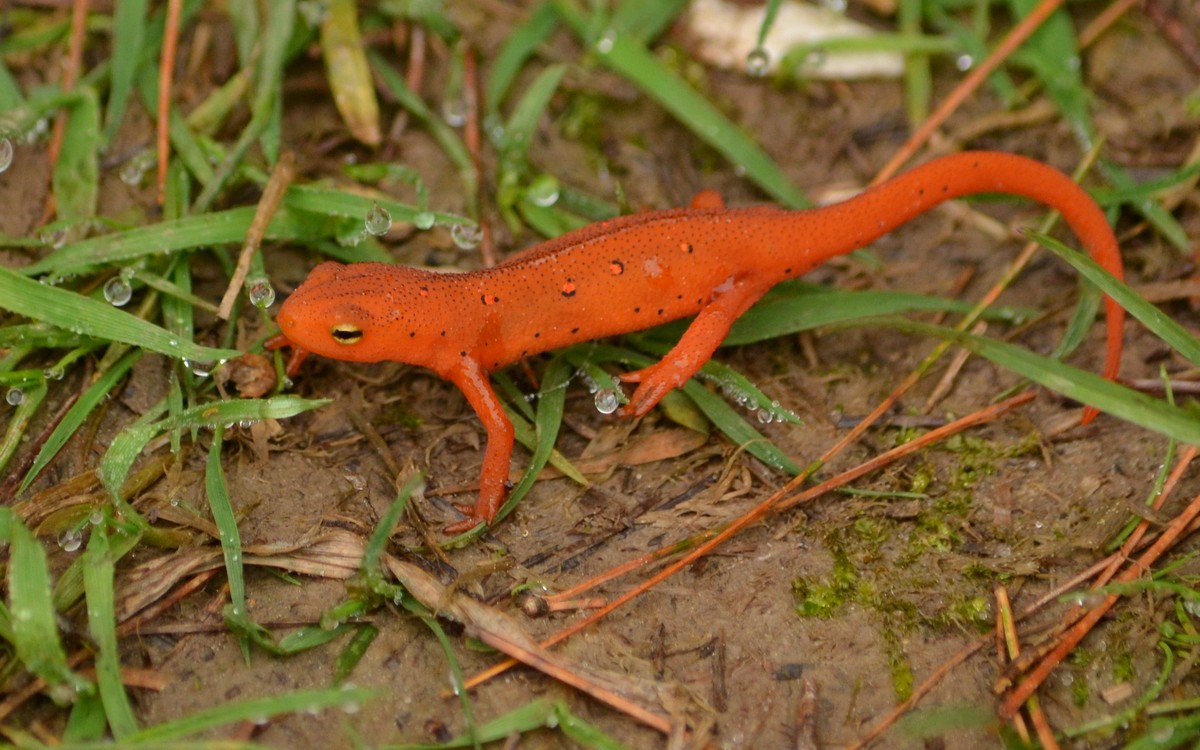 Woods Walks and Wildlife: Efts on a Dewy Morning