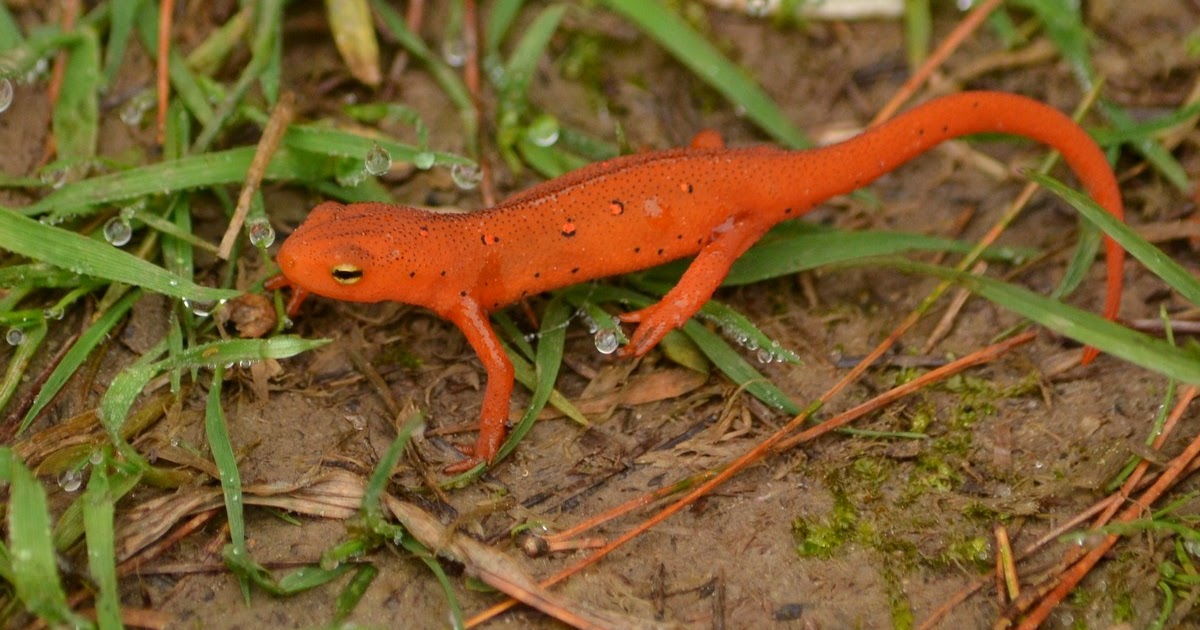 Woods Walks and Wildlife: Efts on a Dewy Morning