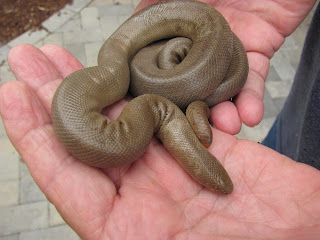 Edge of the Hills: Backyard Boa