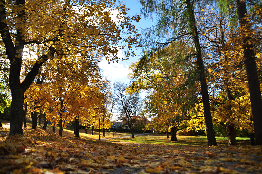 The Official Start of Autumn in Sweden