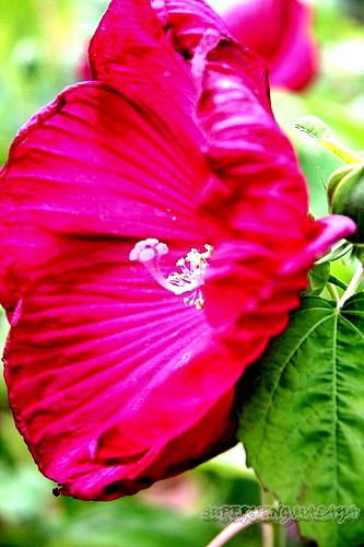 SUPERMENG MALAYA: Taman Bunga Raya Kuala Lumpur