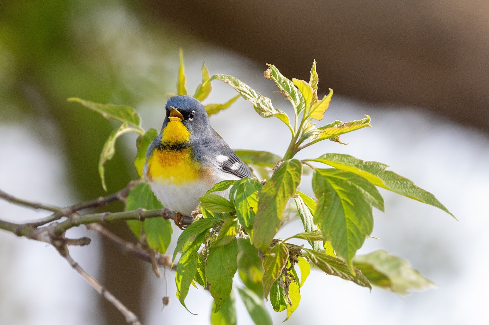 Northern parula