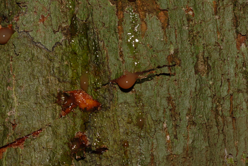 Some bad photos of plants: Obscure sources of Dragon's Blood and other ...