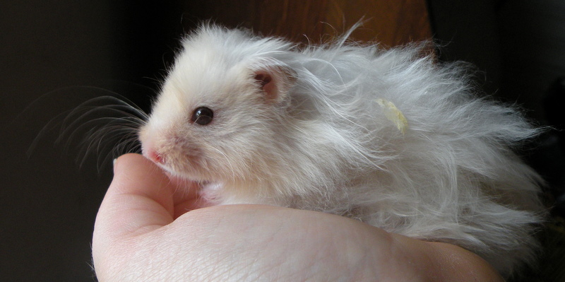 Feathers, Fur & The Occasional Fang: Hamster Updates