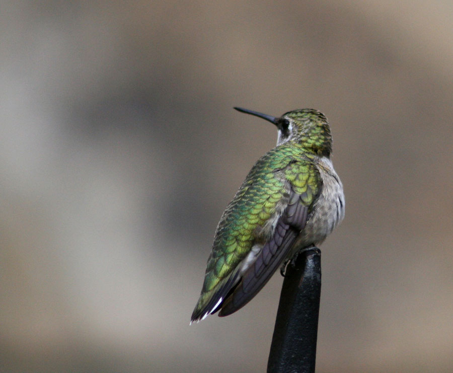 Vickie Henderson Art: The Beauty of Hummingbird Feathers