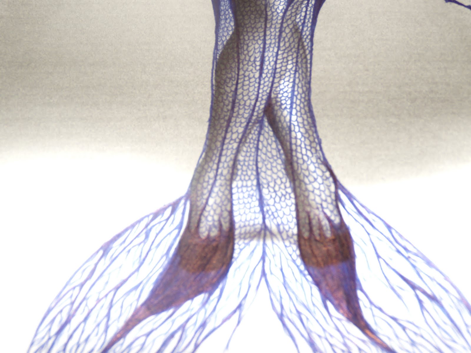 The Lolo Manolo: marquita pring by Solve Sundsbo/ V Magazine, february