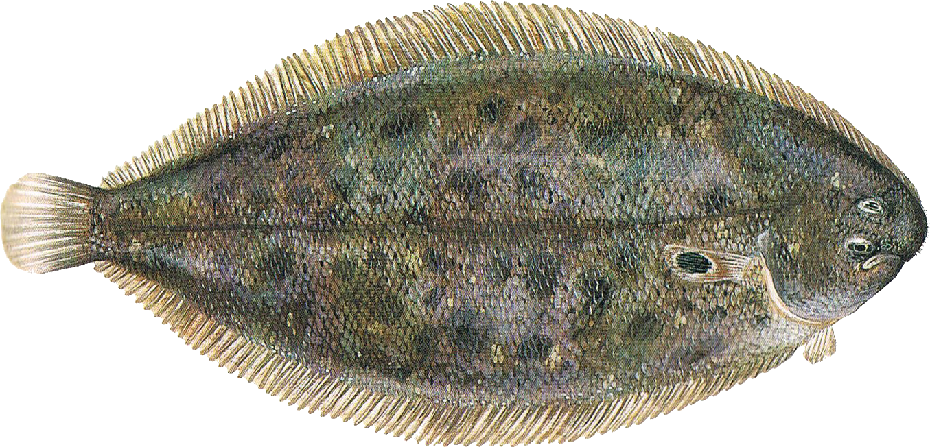 Los animales: LOS LENGUADOS