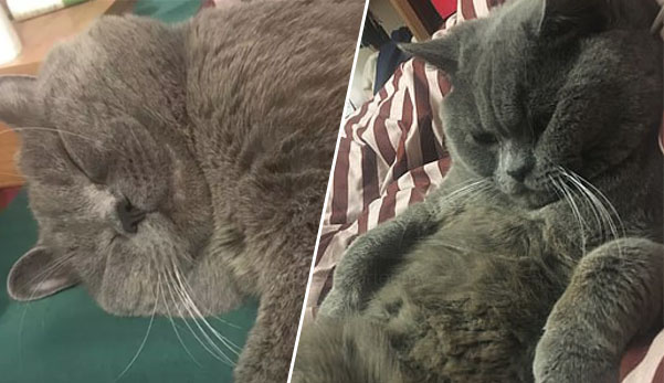 Kucing dimasukkan air (drip) selepas kepenatan mengawan dengan 5 ekor ...