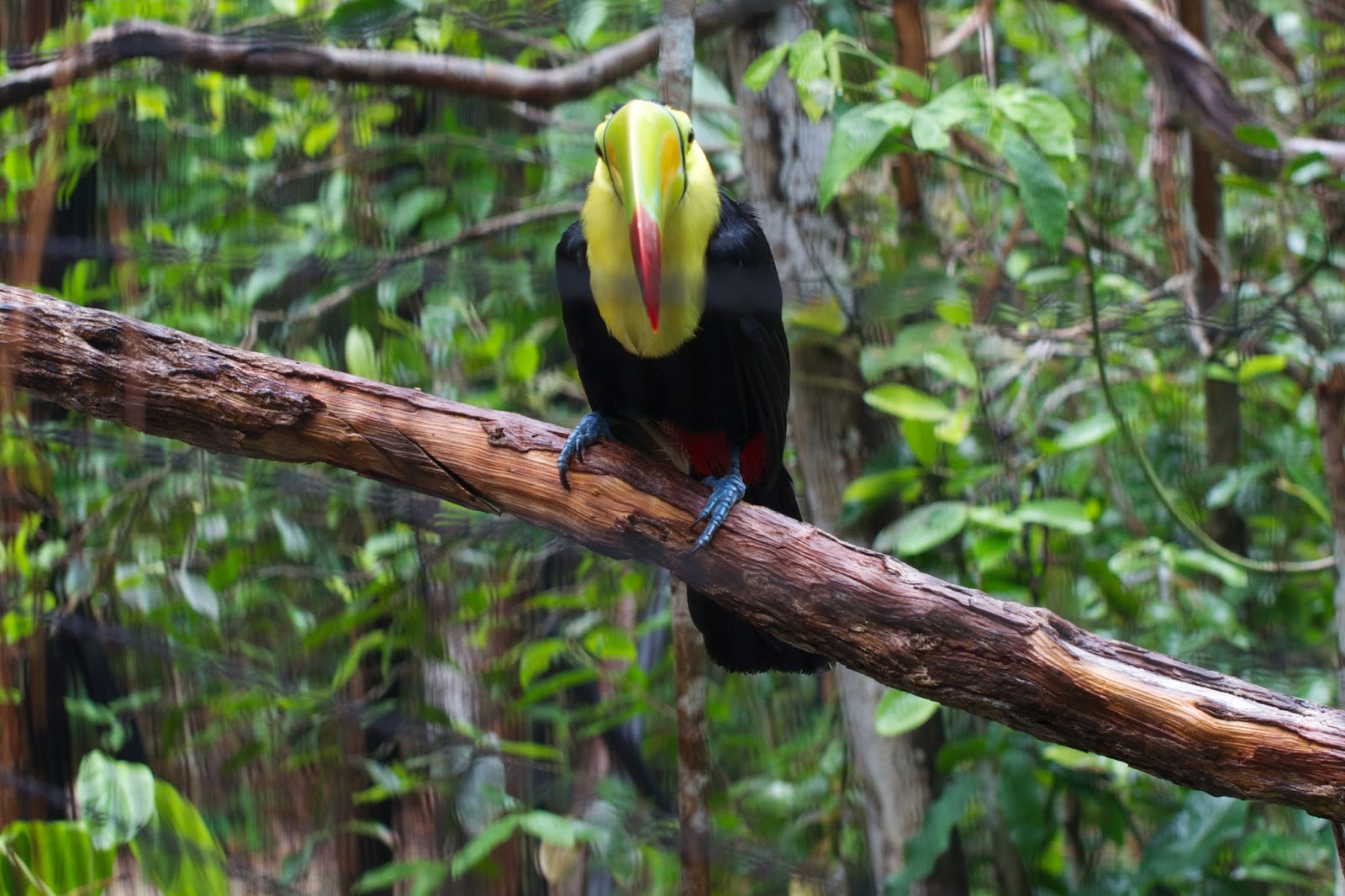 Beautiful Wallpapers: Toucan Wallpapers