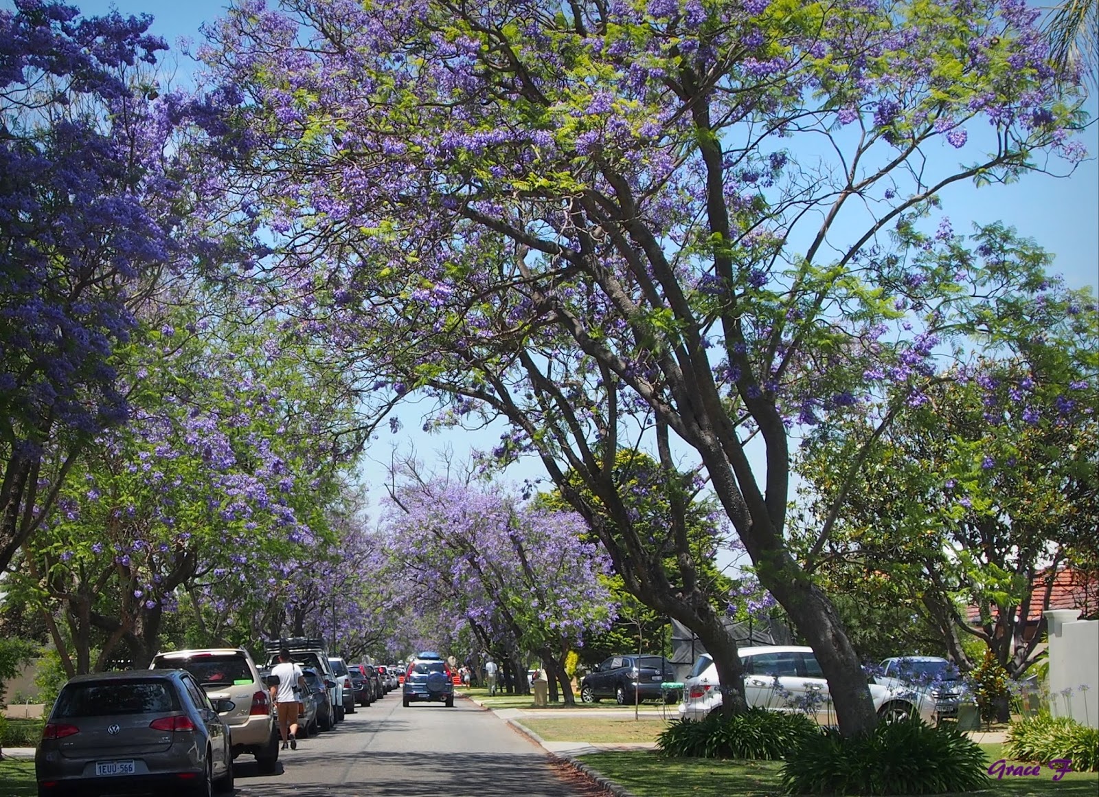 Perth Daily Photo : The Jacaranda Festival, a celebration of colour..