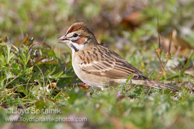 Marie Winn's Central Park Nature News: Rare Sparrow in Central Park has ...