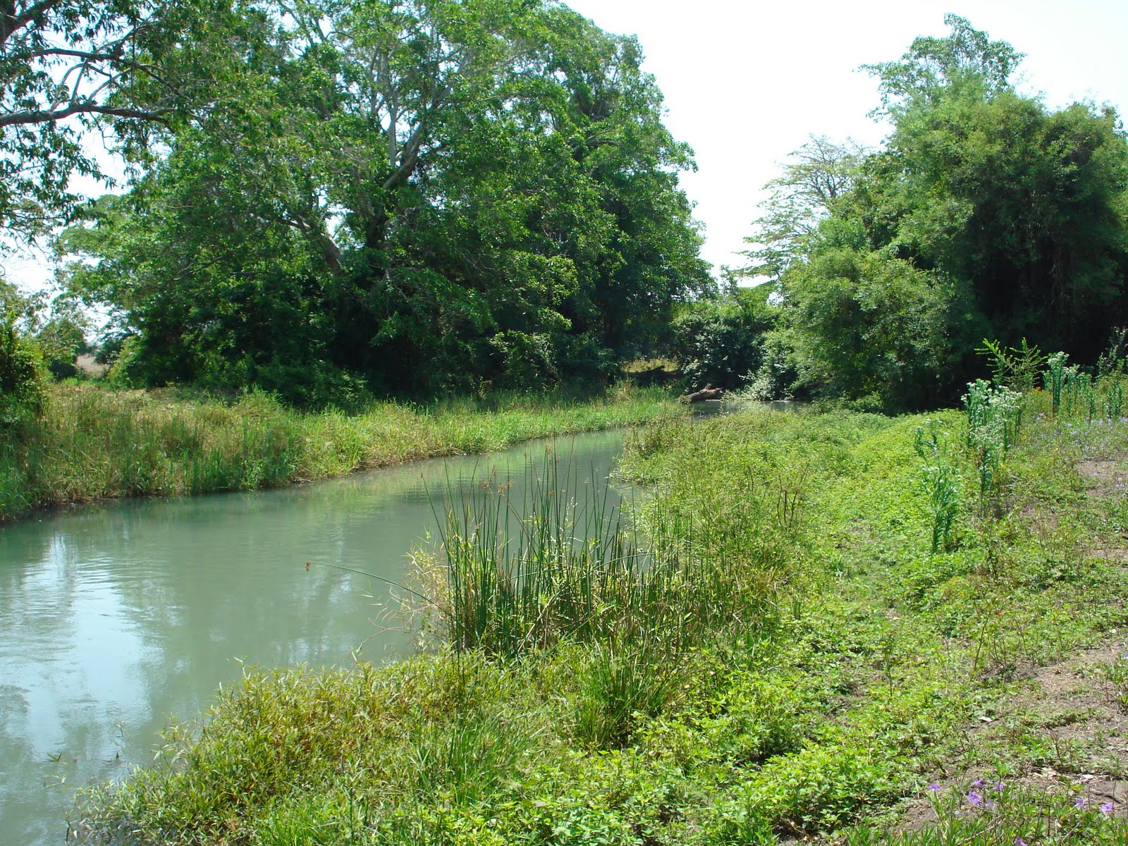 TAMUIN ON LINE: PASEO POR LA CIENEGA TAMUIN