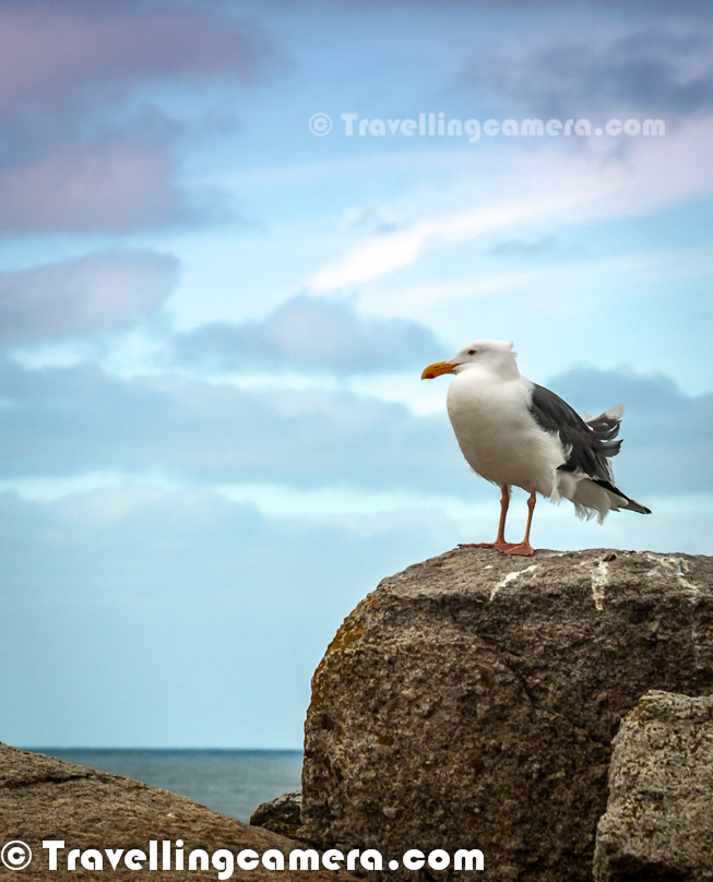 Bird of the Month of August 2020 || Fearless and Independent Seagulls