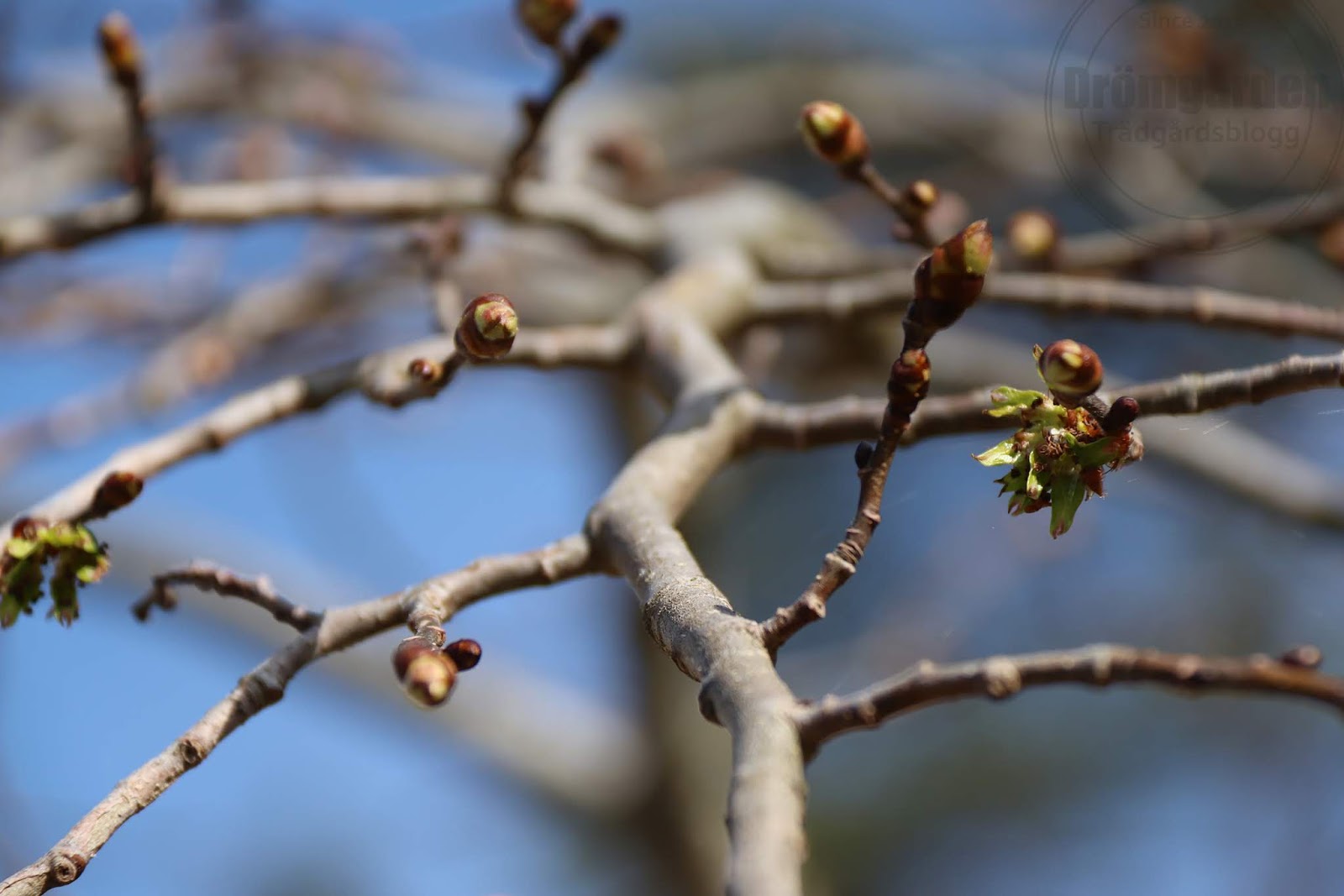 Drömgården: Vår på bakgården