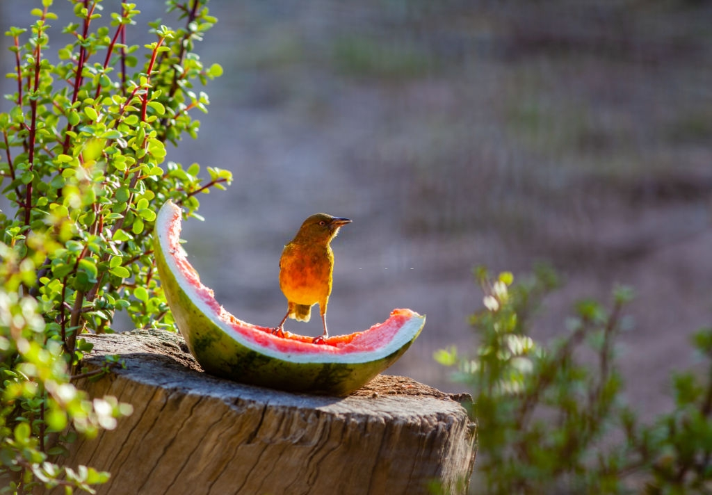 Can Birds Eat Watermelon? Is It a Safe Food for Them?