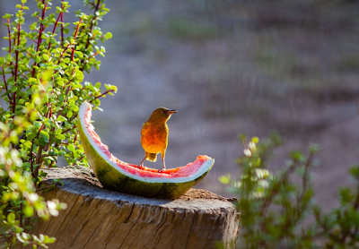 Can Birds Eat Watermelon? Is It a Safe Food for Them?