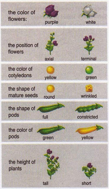 Mendelian Genetics Experiment of Pea - New Science Biology