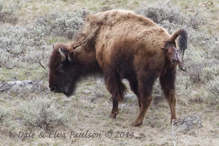 Elva's Field Notes: A Bison Birth