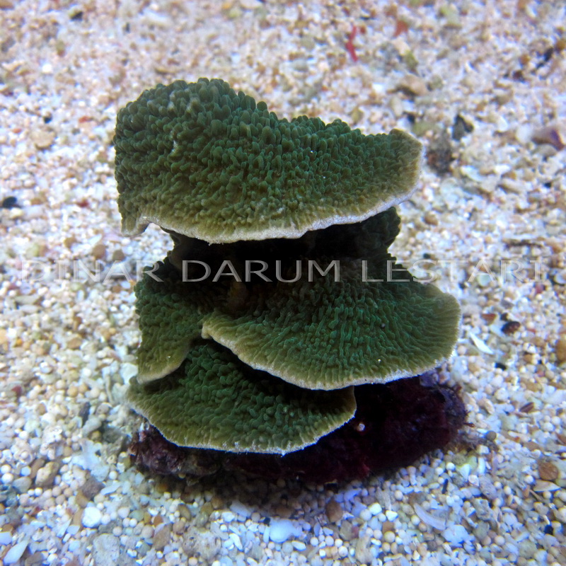 PT. DINAR DARUM LESTARI: Montipora spp
