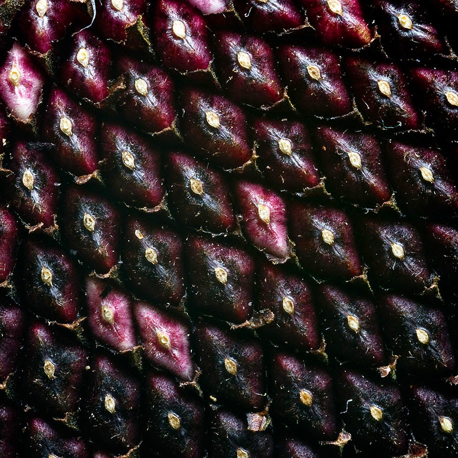 35 Breathtaking Examples of Patterns in Nature