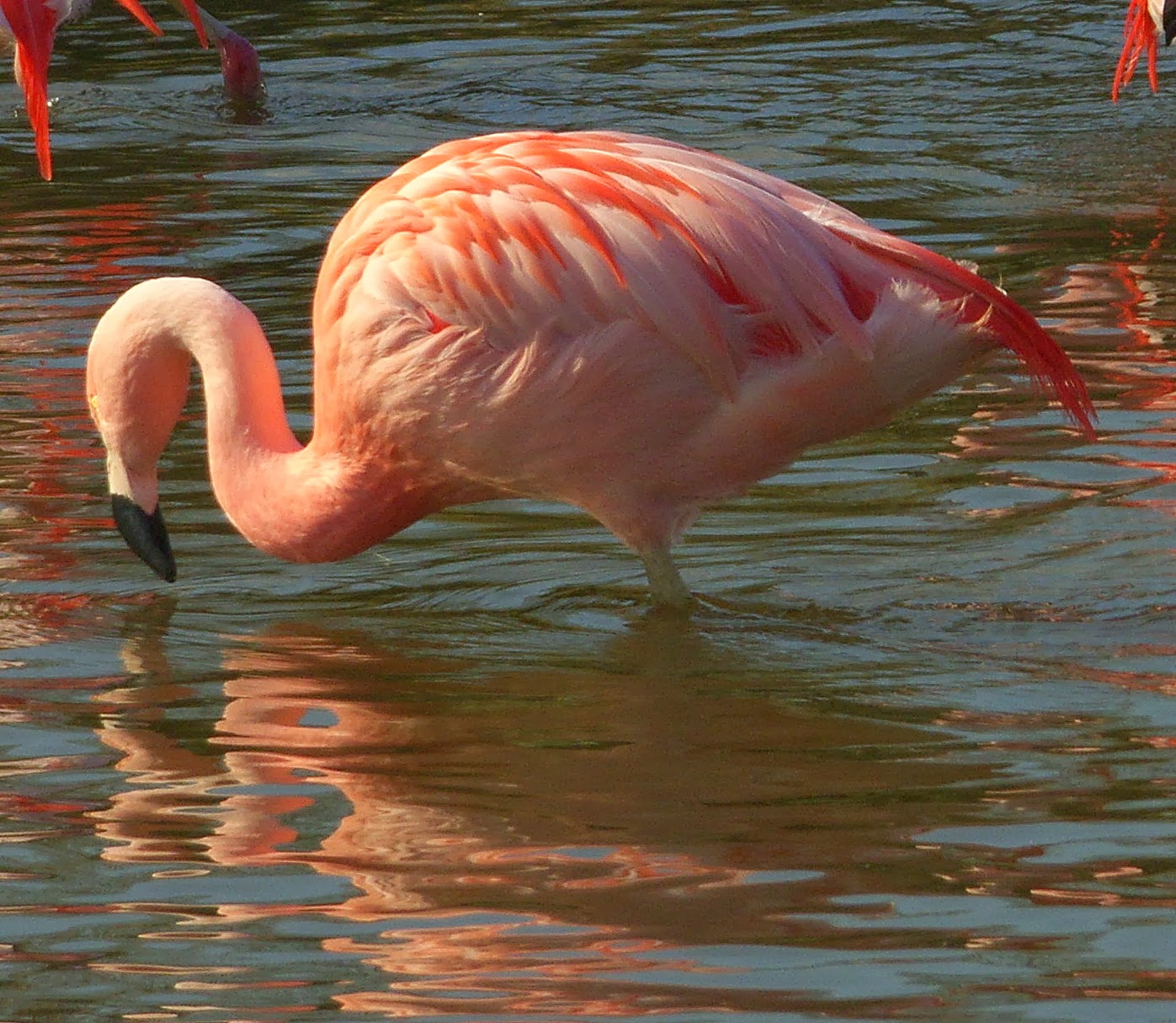 Birding For Pleasure: Fabulous Flamingos