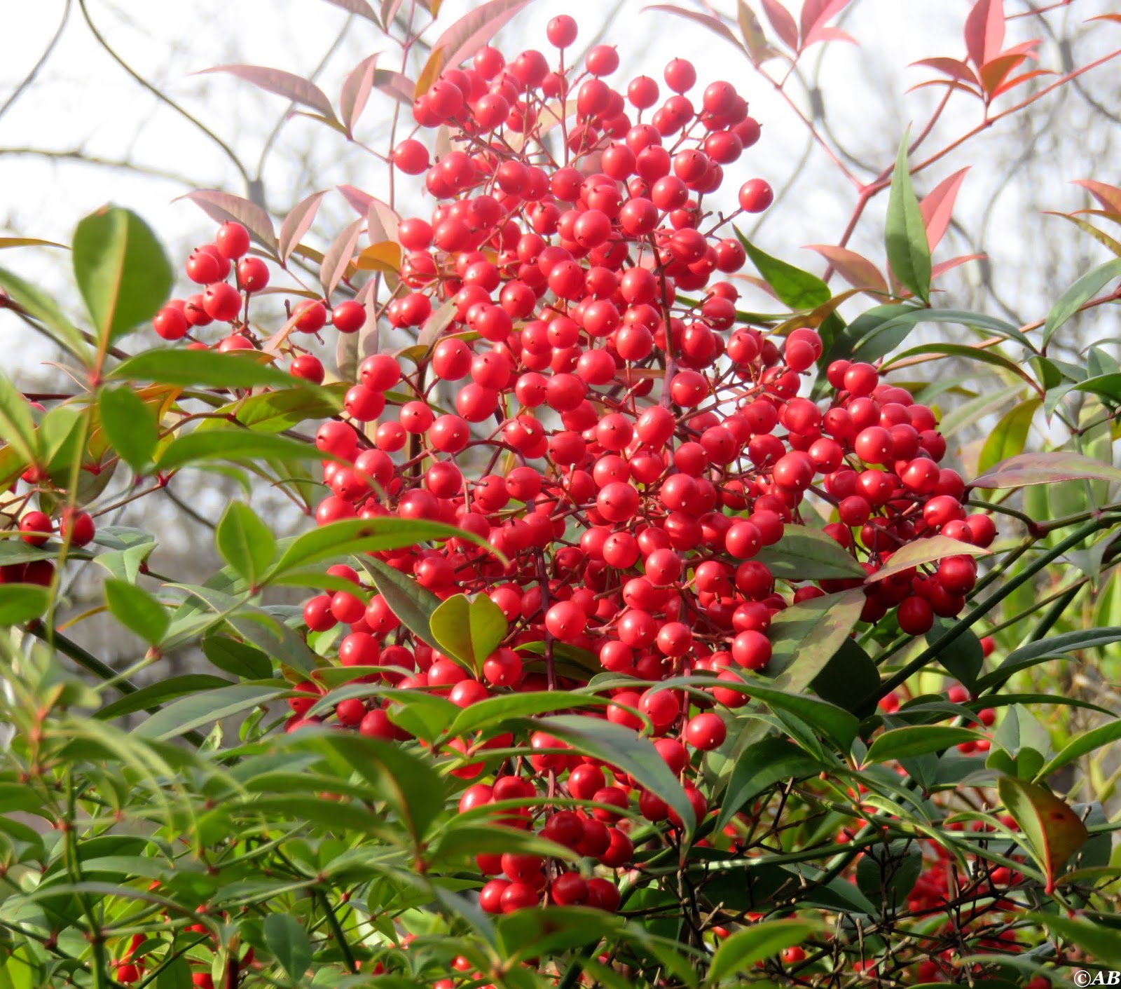 j'ai vu, j'ai photographié, je partage: Baies rouges