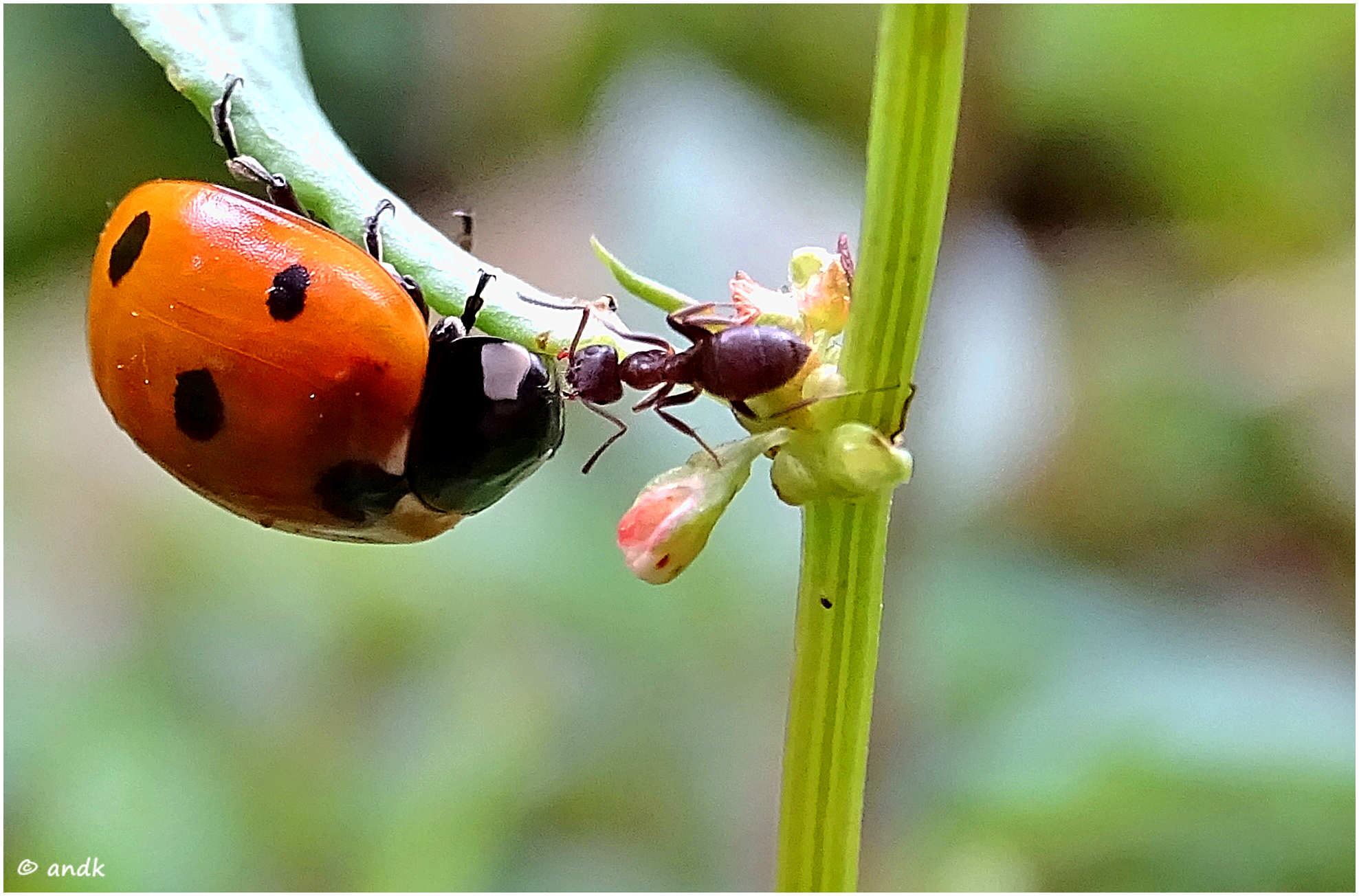 fotorantje: het verhaal van de mier en het lieveheersbeestje
