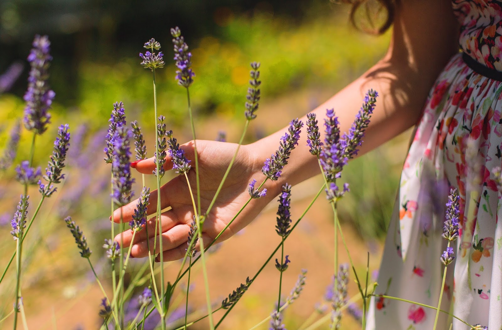 Lavanda. Cómo disfrutar de ella en tu terraza o jardín y mucho más.
