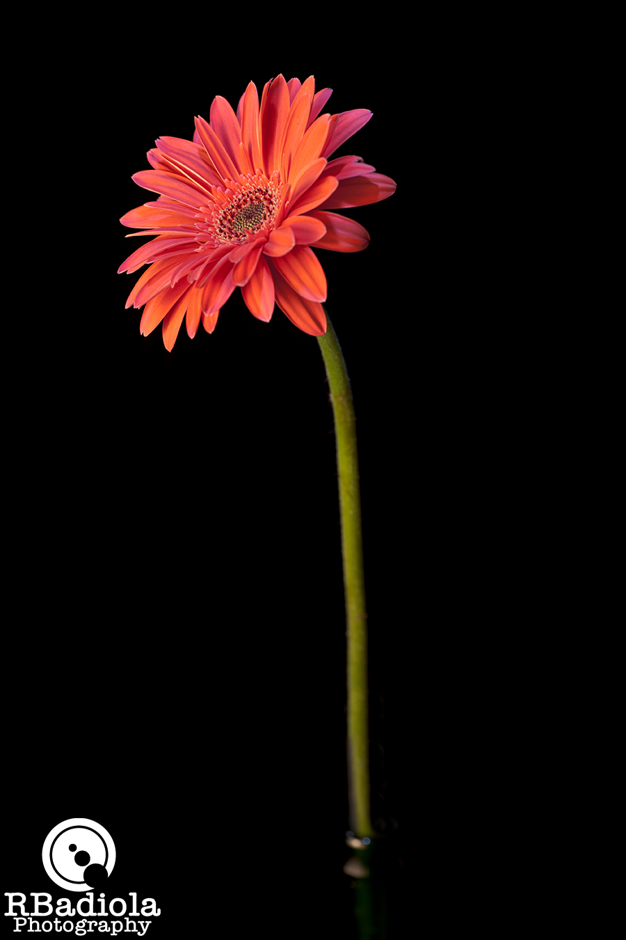 Me and my aperture: Giving your flower shots dramatic lighting.