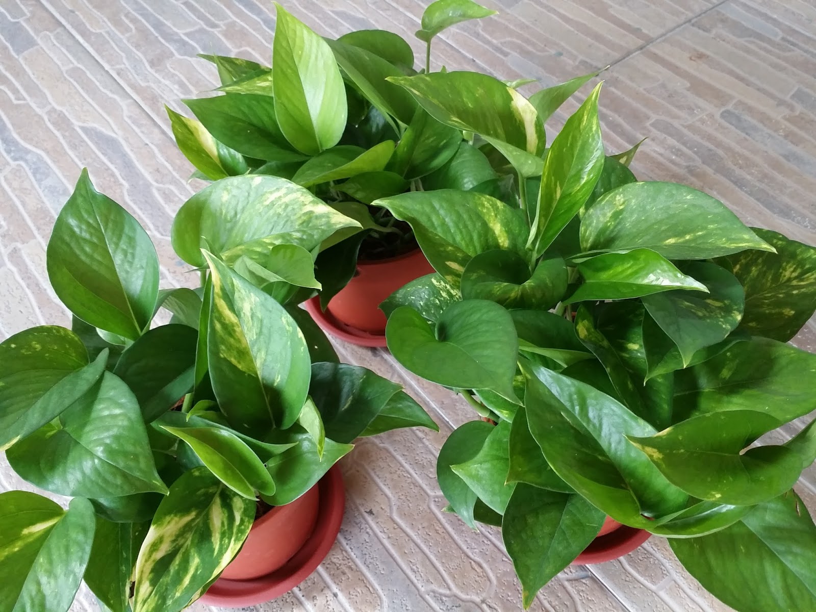 The Journey Of My Life @--: Pokok Bunga