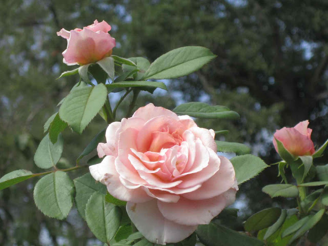 Roses and Other Gardening Joys: I Take It Back!