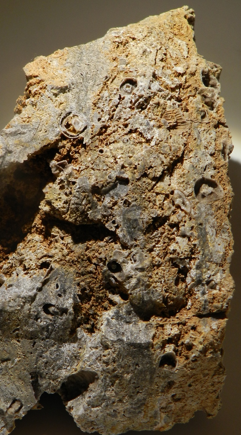 Ceci n'est pas une collection: ((( Encrinite / Crinoïdes