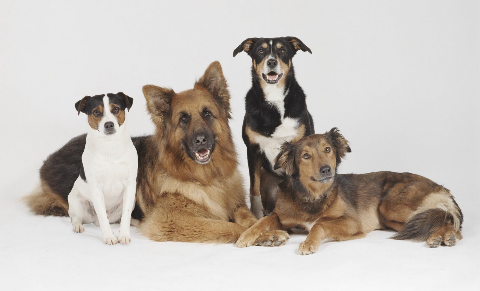 Desktop Wallpapers: Pets