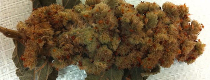 IT'S LEGAL!!!: HAWAIIAN HAZE