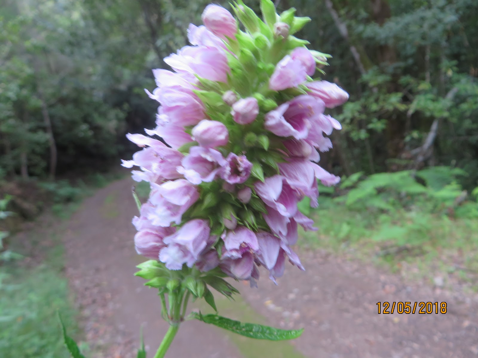 Algaritofe: ALGARITOFE (CEDRONELLA CANARIENSIS)