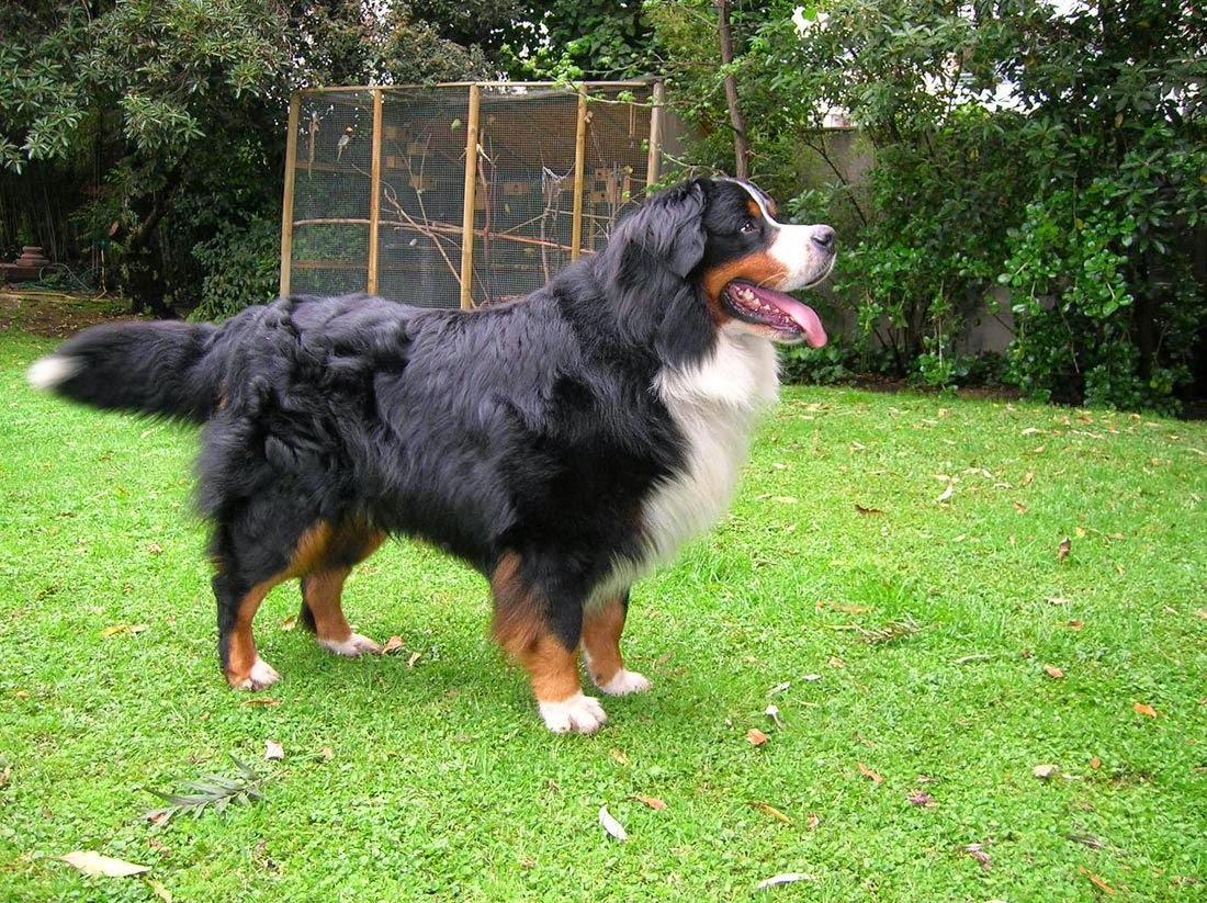Cães de Raça, pequenos, grandes, inteligentes e perigosos: Boiadeiro de ...