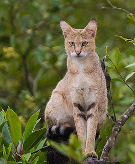 Synapsida: Small Cats: The Domestic Cat's Closest Relatives