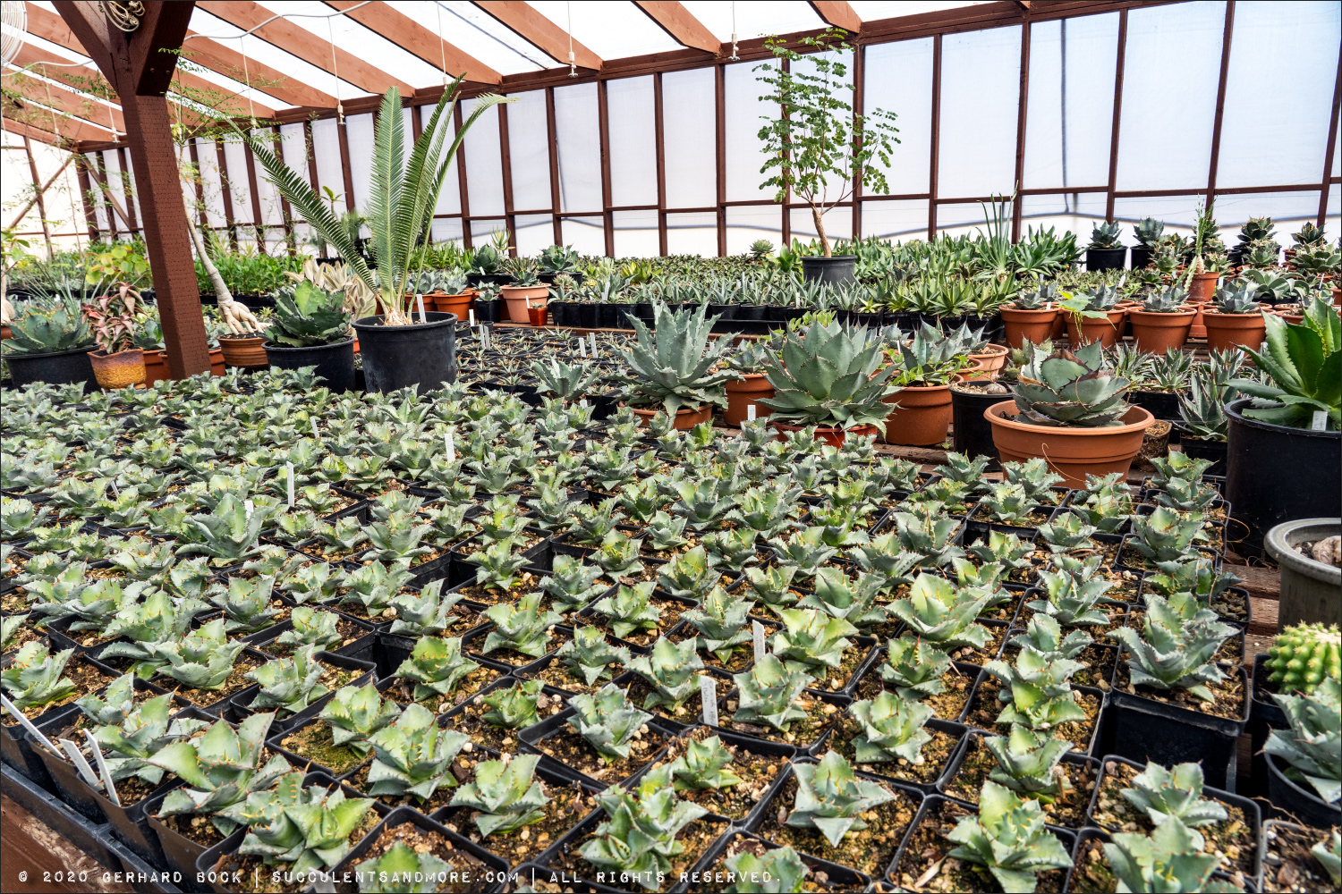 Jeremy Spath's Hidden Agave Ranch: the greenhouse