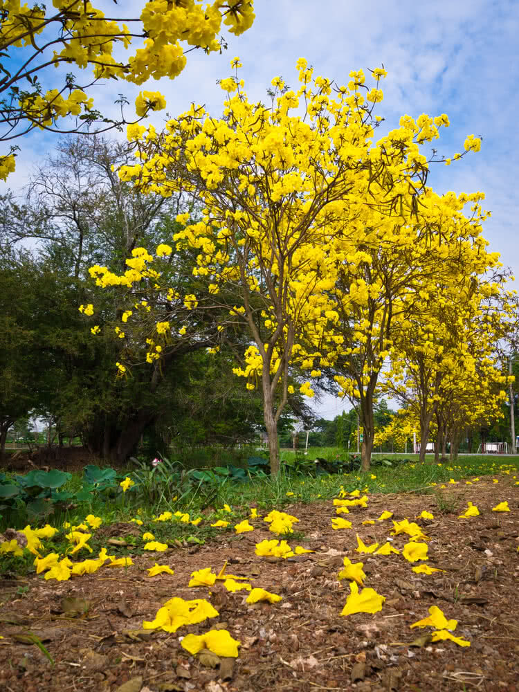 Top 10 flowering trees of India | All In One ALP