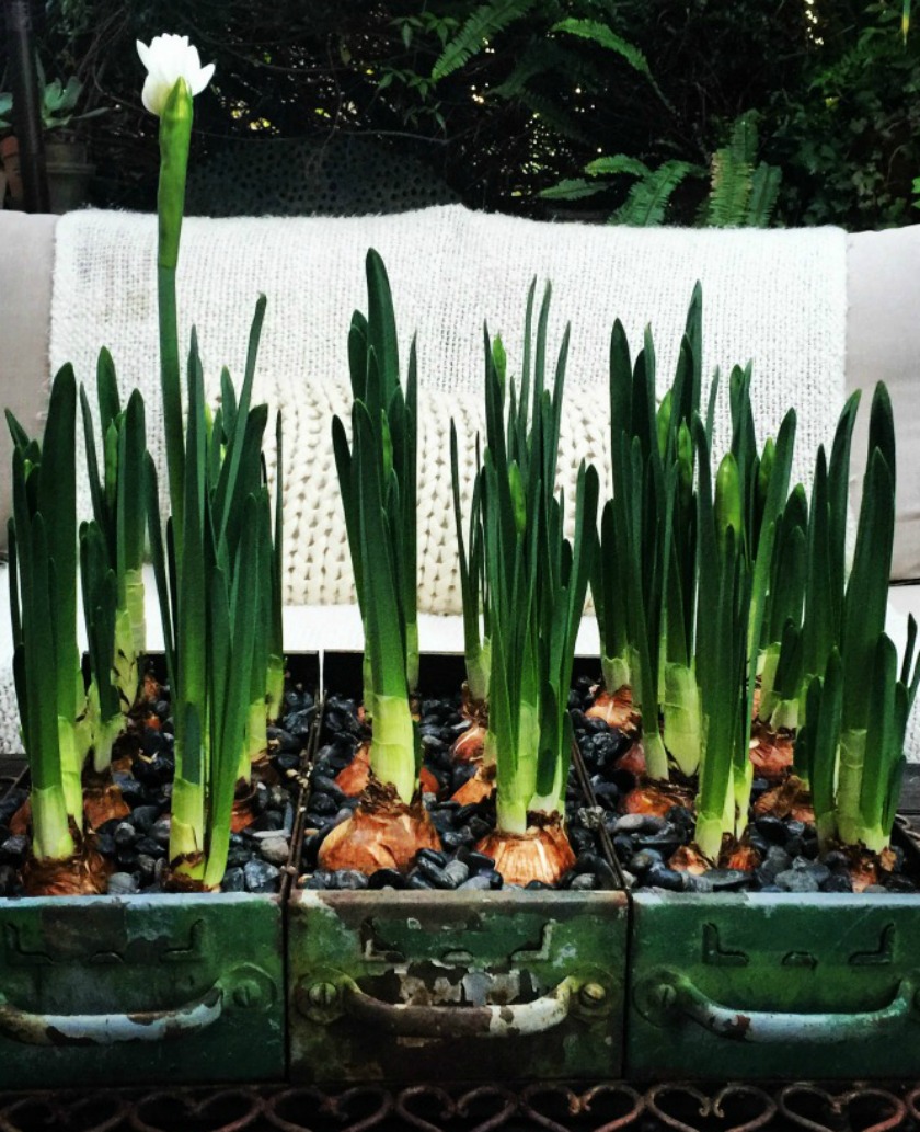 Tamera Beardsley: Holiday Paperwhites